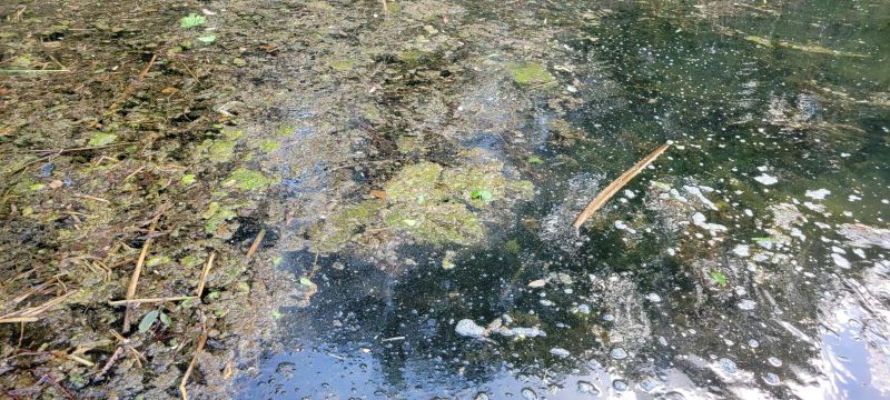 Possibly toxic algae returns to Austin's Lady Bird Lake for fifth year