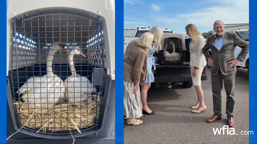 PHOTOS: New Swans arrive in Lakeland