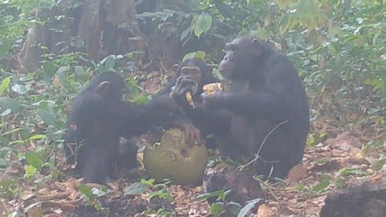 Watch boozing chimps share alcoholic fruit. Is this how social drinking ...