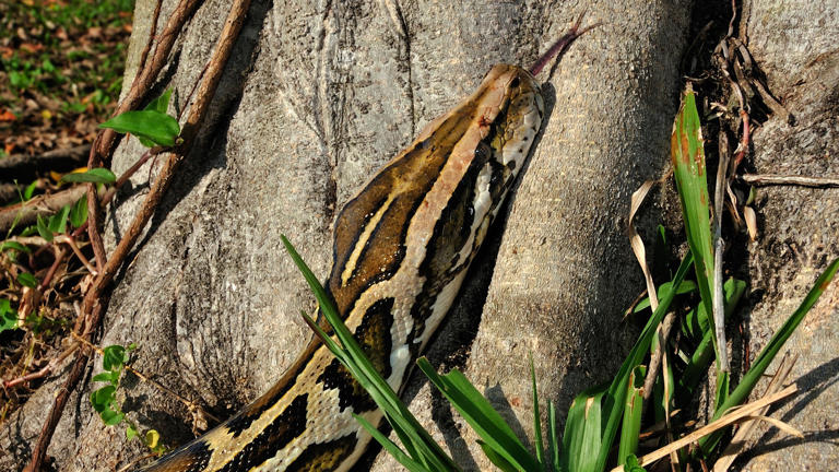 'An up-tempo version of Darwinian evolution': How a mega freeze in ...