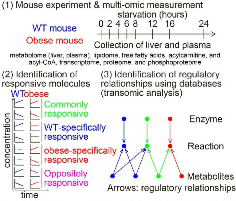 Obesity disrupts molecular 'reaction time' to starvation in mice, study ...