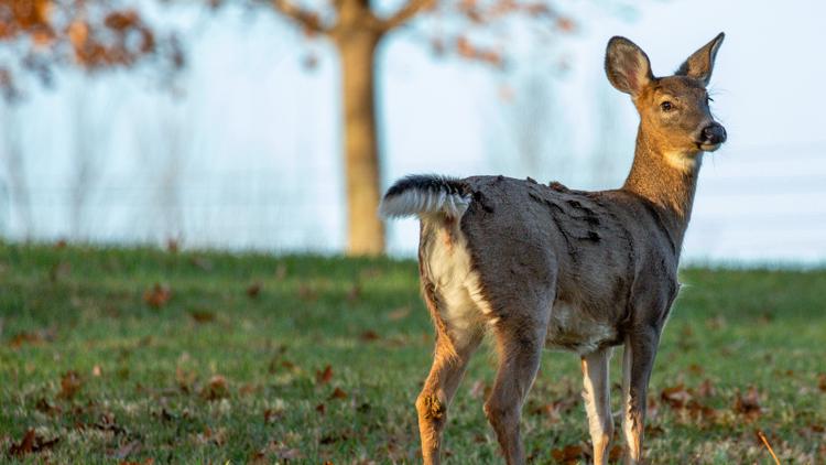 Over 70 Missouri counties now have a 100% fatal deer disease. Here's ...