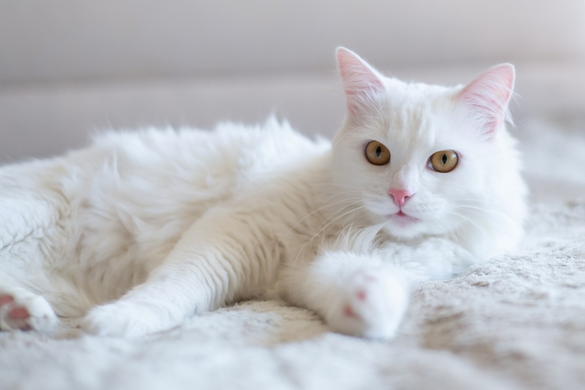 Deaf Cat's Funny 'Screaming Meows' Have People Cracking Up