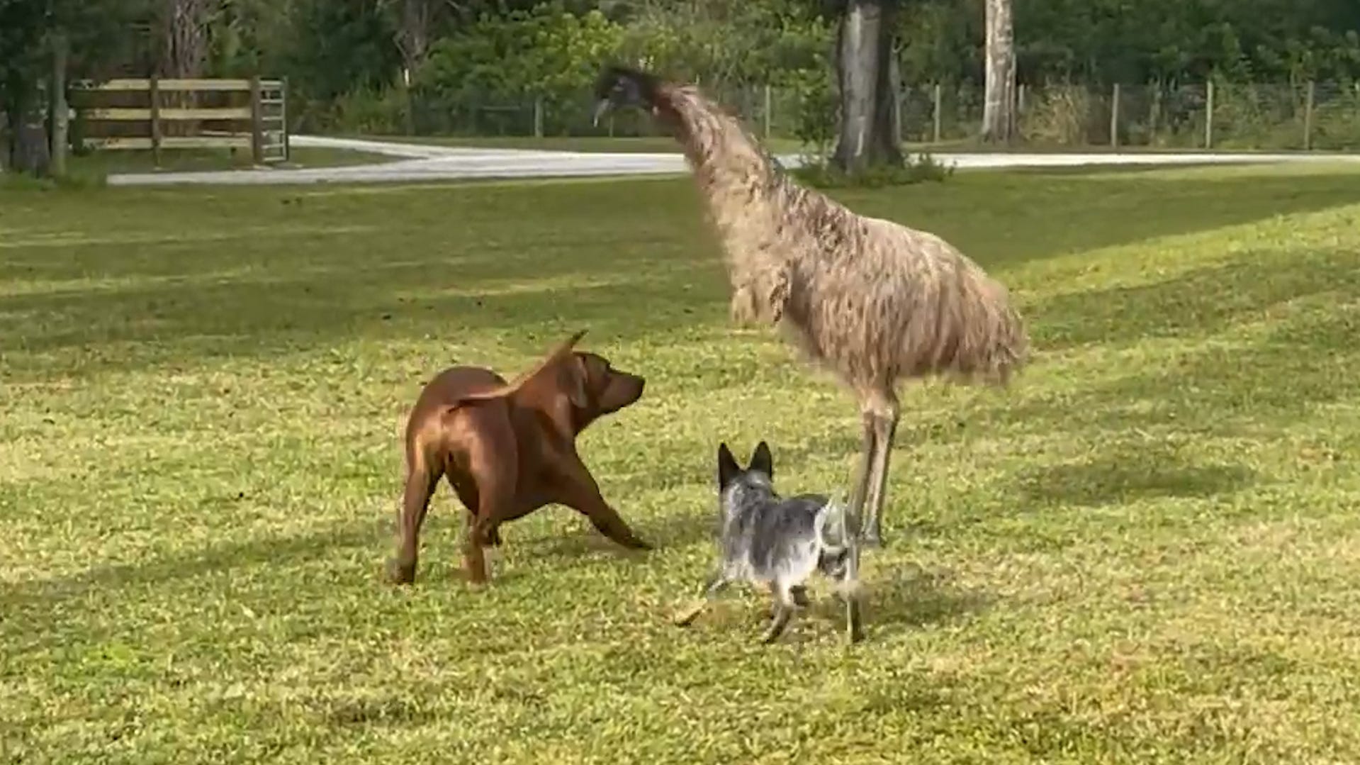 Emu runs after canine pals during a playful game of chase