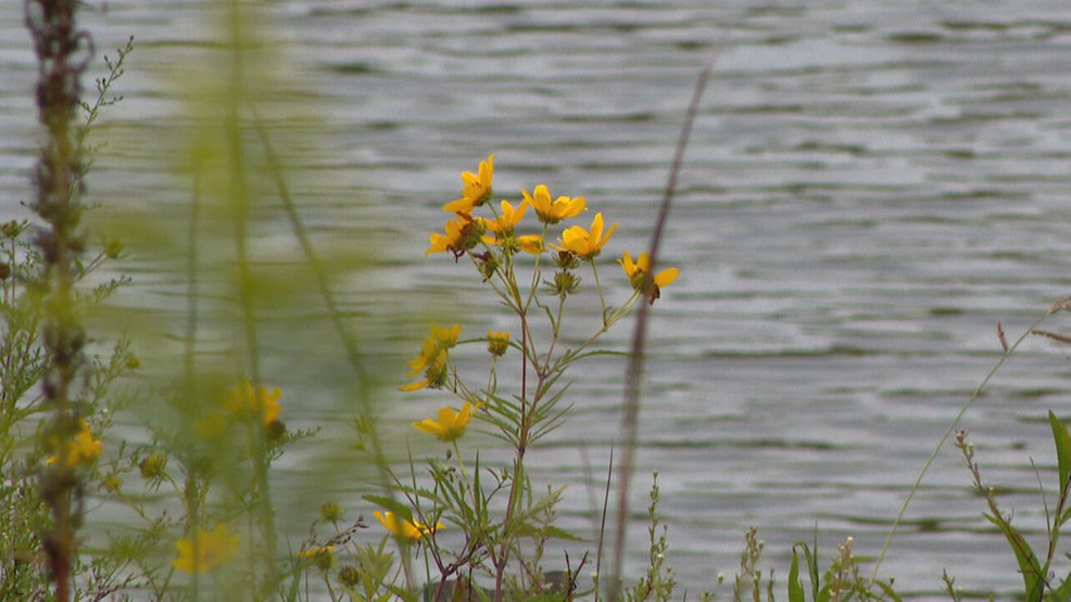 Lowcountry Land Trust expands conservation with 254-acre acquisition