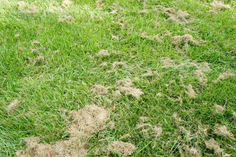 Experts Say You’re Mowing Your Yard All Wrong