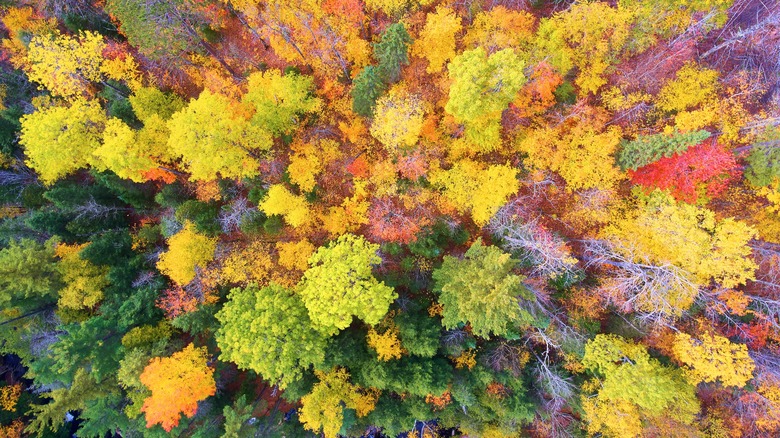 Michigan's Highest Peak Offers A Secluded Scenic Drive, Pristine Forest ...