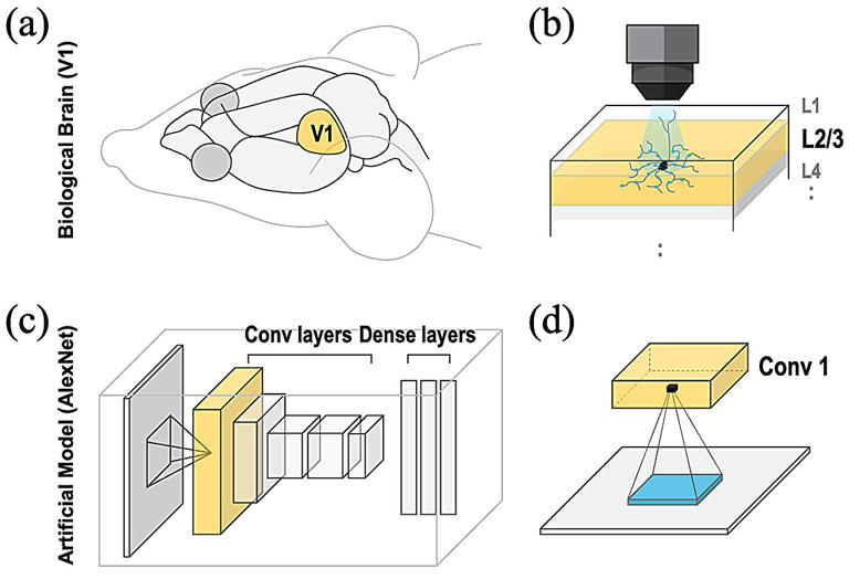 Brain-inspired AI technique mimics human visual processing to enhance ...