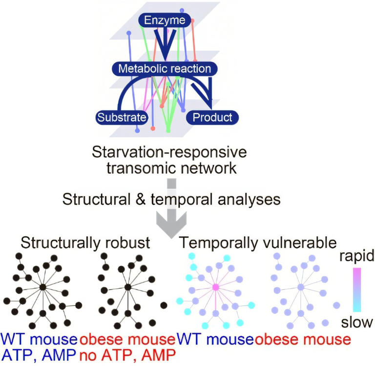 Obesity disrupts molecular 'reaction time' to starvation in mice, study ...