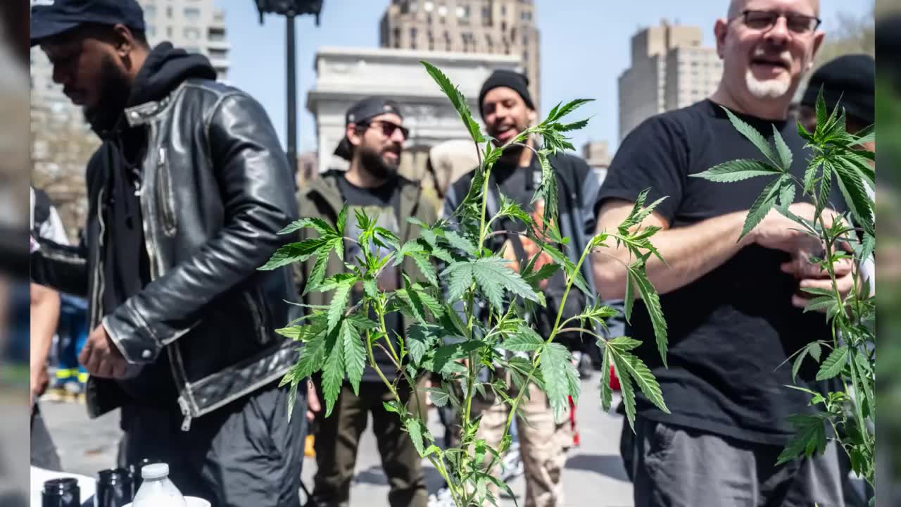 Weed Use Tied to Dementia Risk