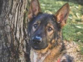 Toledo Police officer accused of cruelty to animals