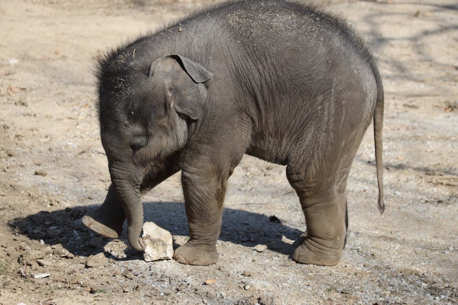 Baby elephant Jet makes public debut at Saint Louis Zoo