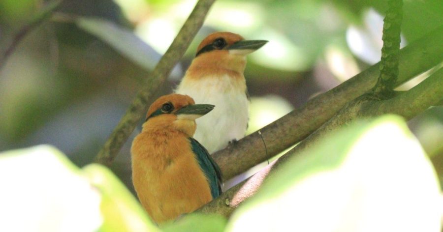 Bird species once only found in captivity lays first wild eggs in 40 years
