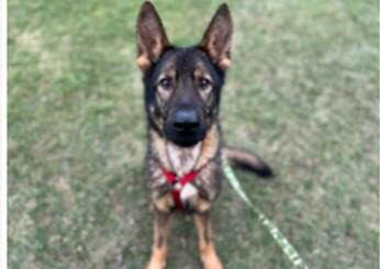 Toledo Police officer accused of cruelty to animals