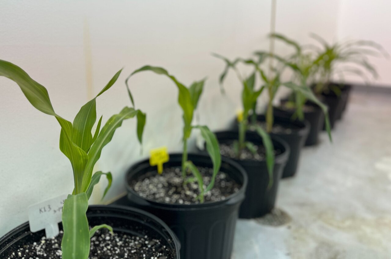 E-I-E-I-Omics: New discoveries in corn genetics could help grow more ...