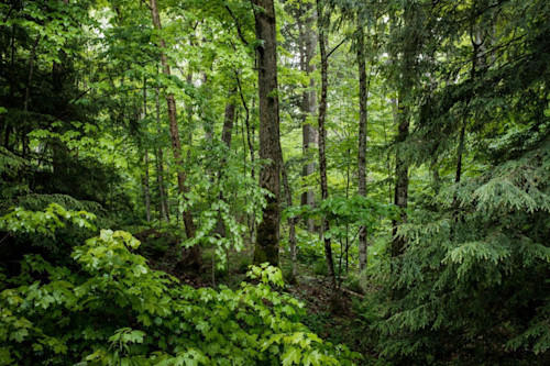 Increasing tree canopy is key for carbon capture, but there's a catch