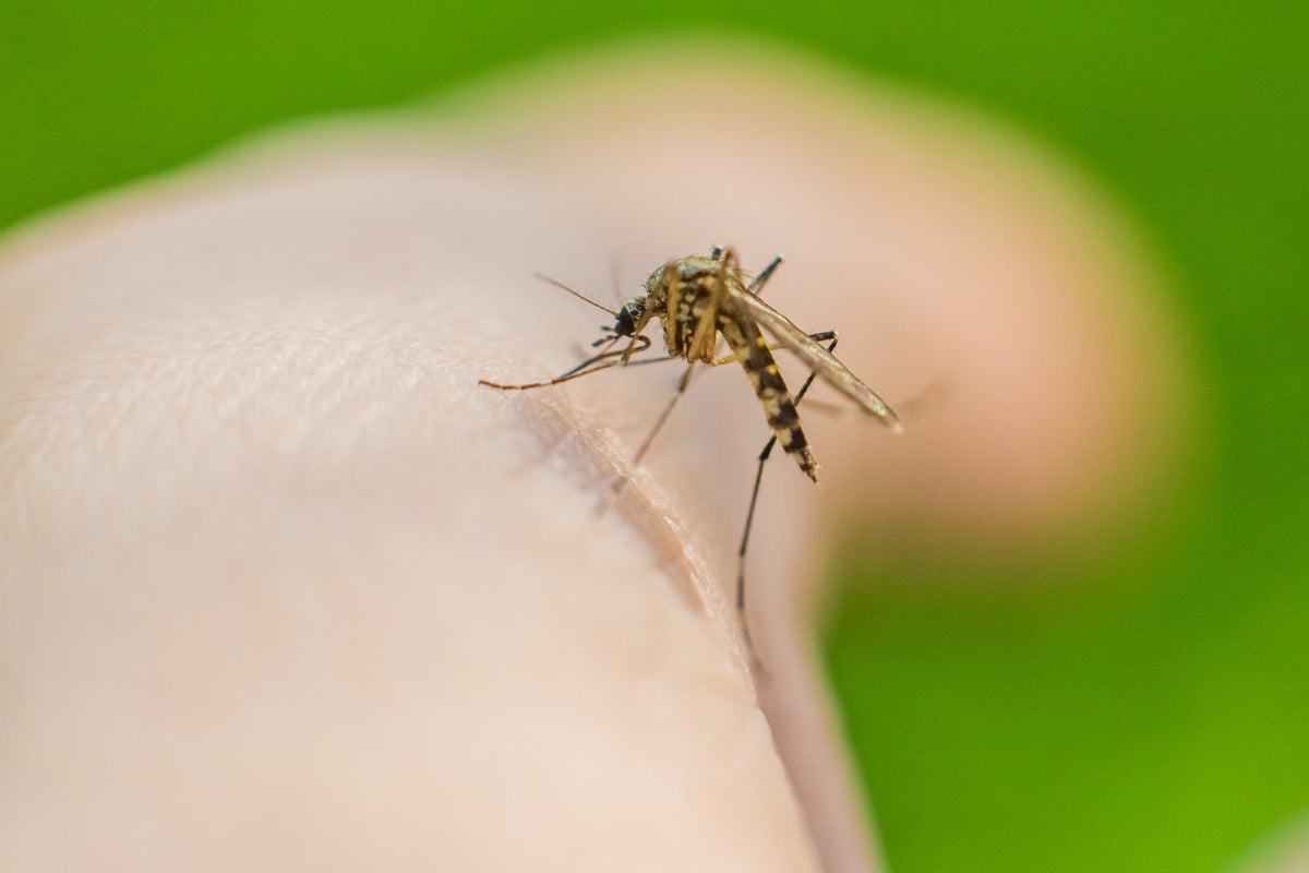 Dengue fever on the rise in the US - with Florida and California the ...