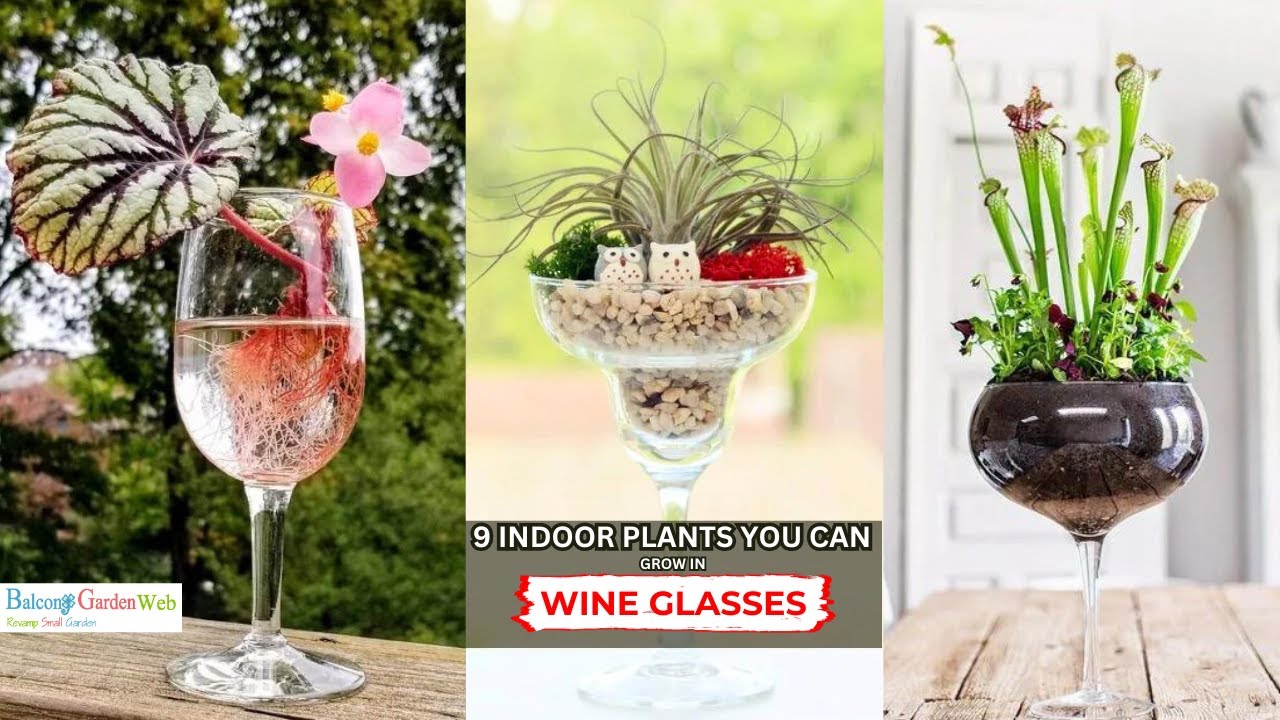 Small space magic: 9 indoor plants grown in wine glasses