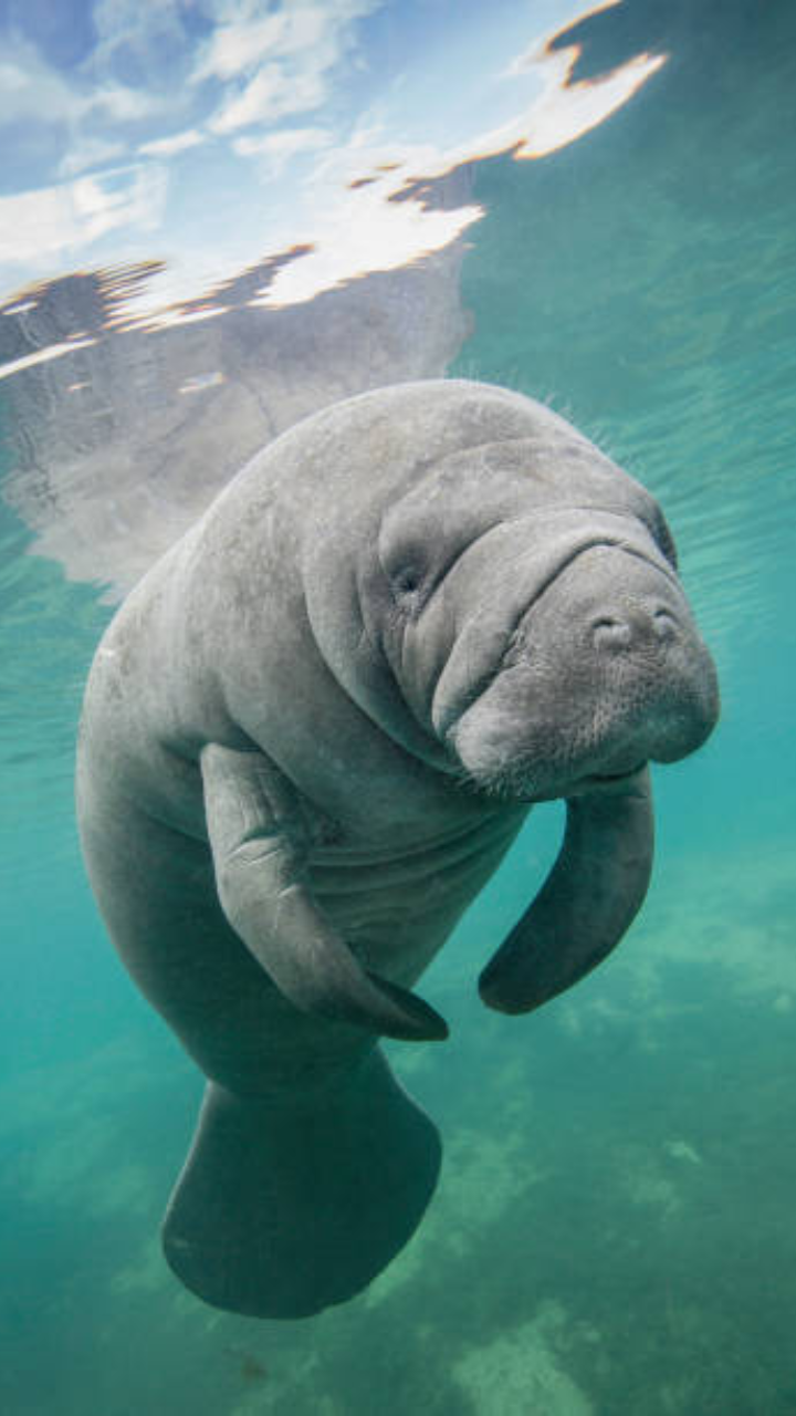 8 rarest and most unique marine animals of the world