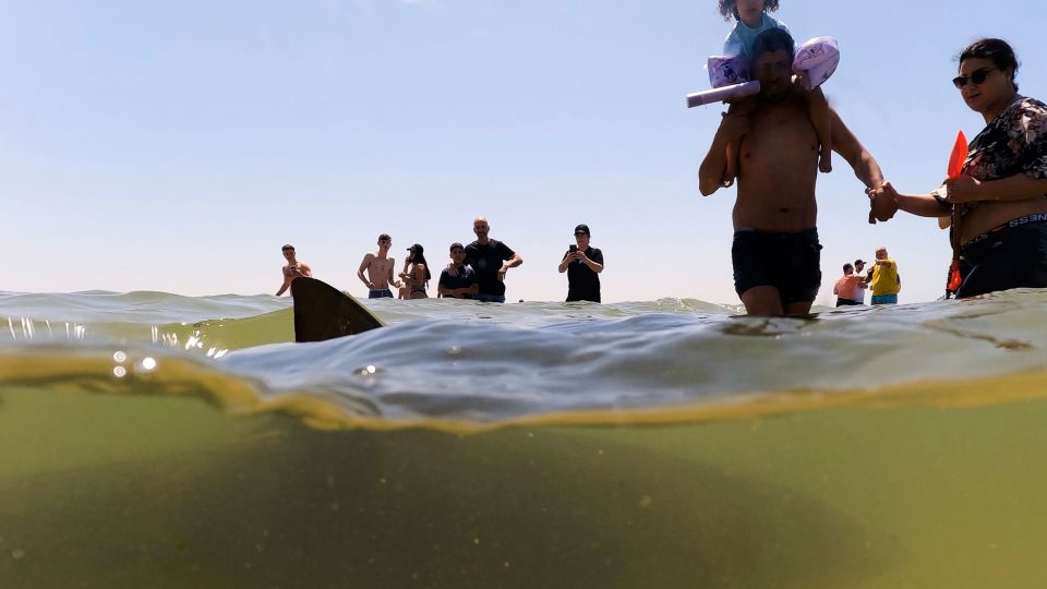 Sharks drew crowds to this Israeli beach for years. Now a swimmer’s ...
