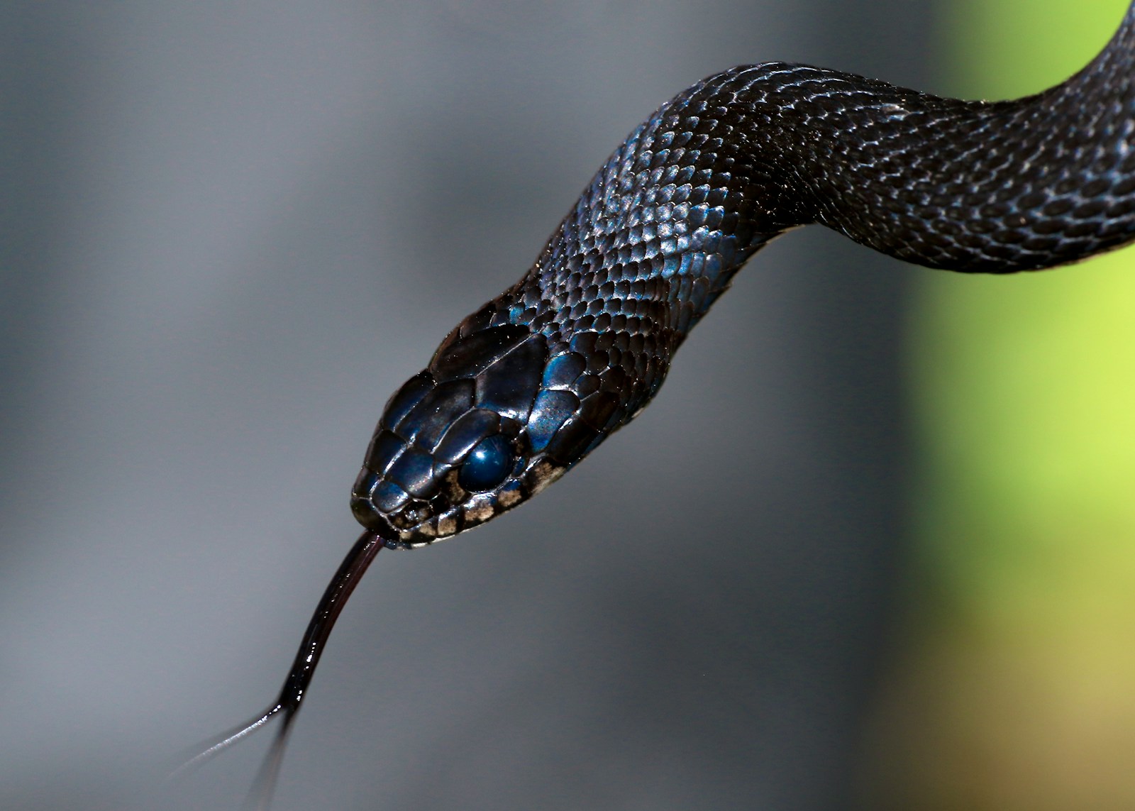 Snakes Evolved From Lizards—But Then Ditched Their Legs