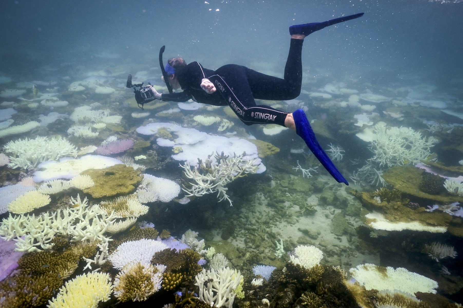 Coral reefs pushed to brink as bleaching crisis worsens