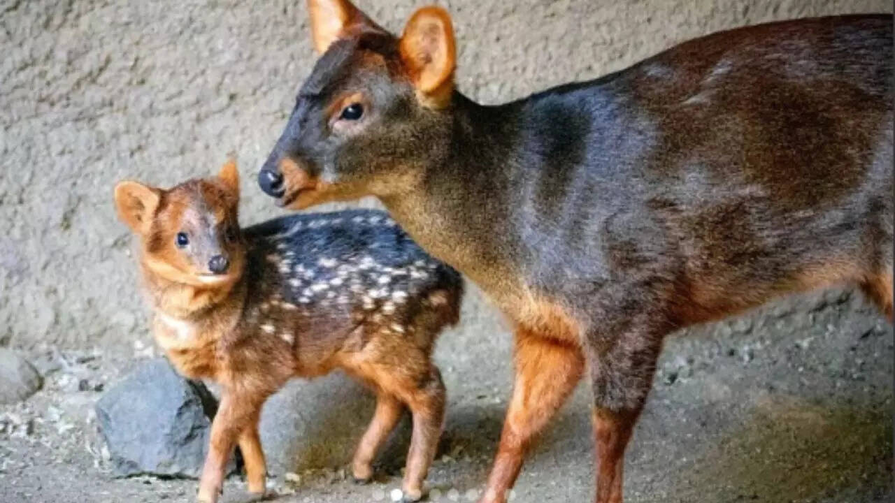 The tiniest deer species in the world is the most adorable thing you ...