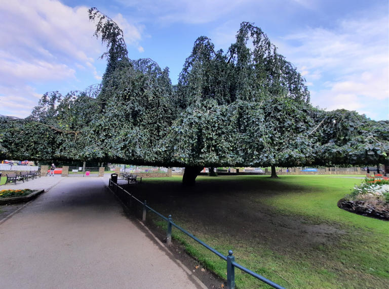 Endcliffe Park: Sheffield City Council gives update on hunt for ...