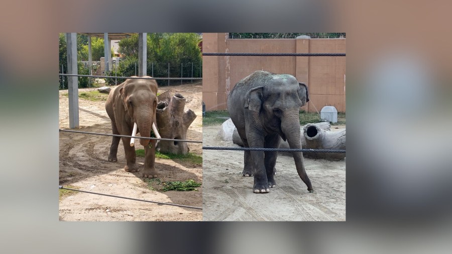 ‘Cruel practice’: Activists want aging L.A. Zoo elephants sent to sanctuary