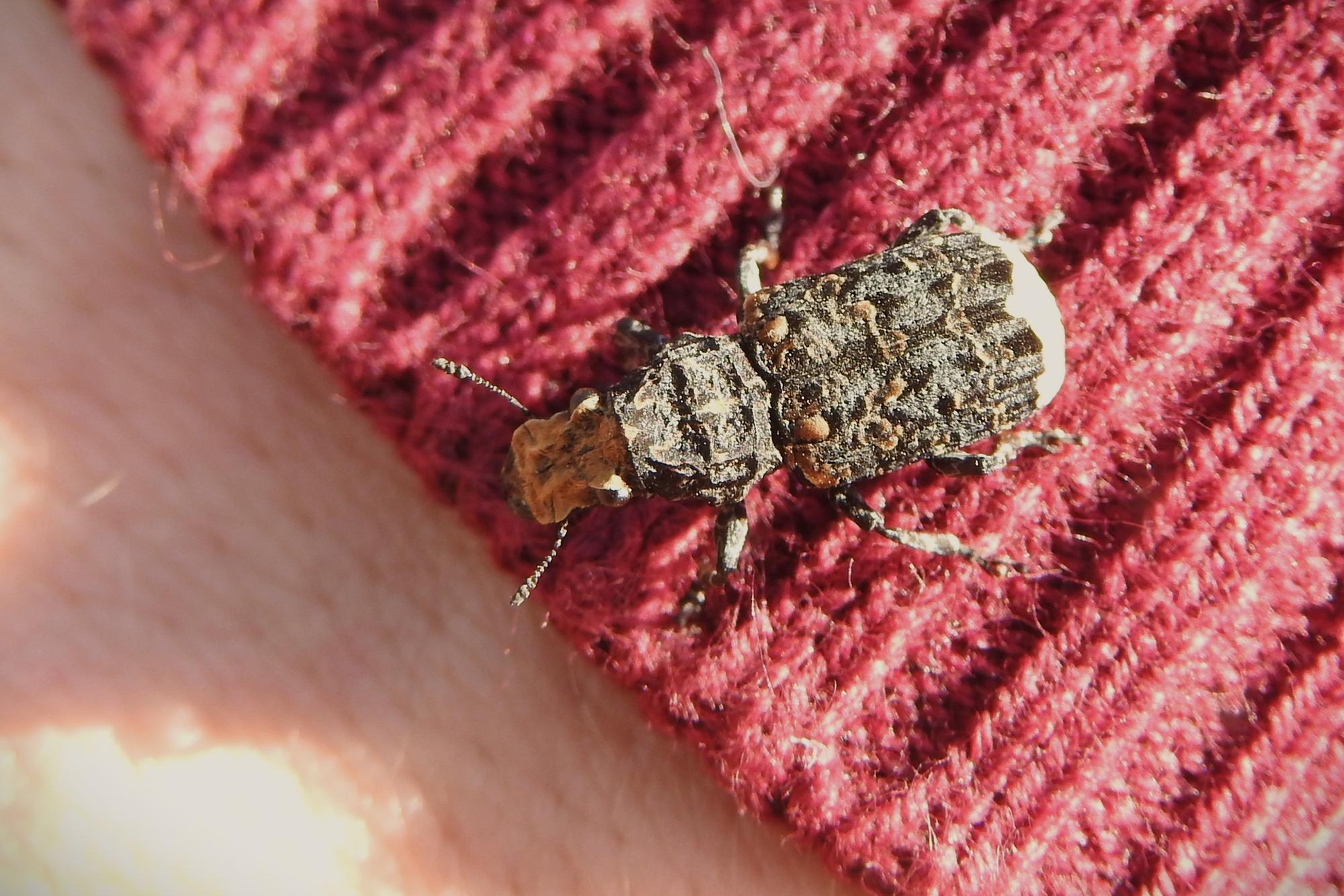 On the Wildside: A rare beetle disguised as a bird dropping found in ...