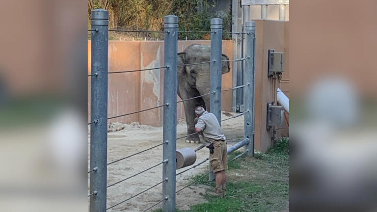 Whereabouts of L.A. Zoo elephants Billy and Tina unclear