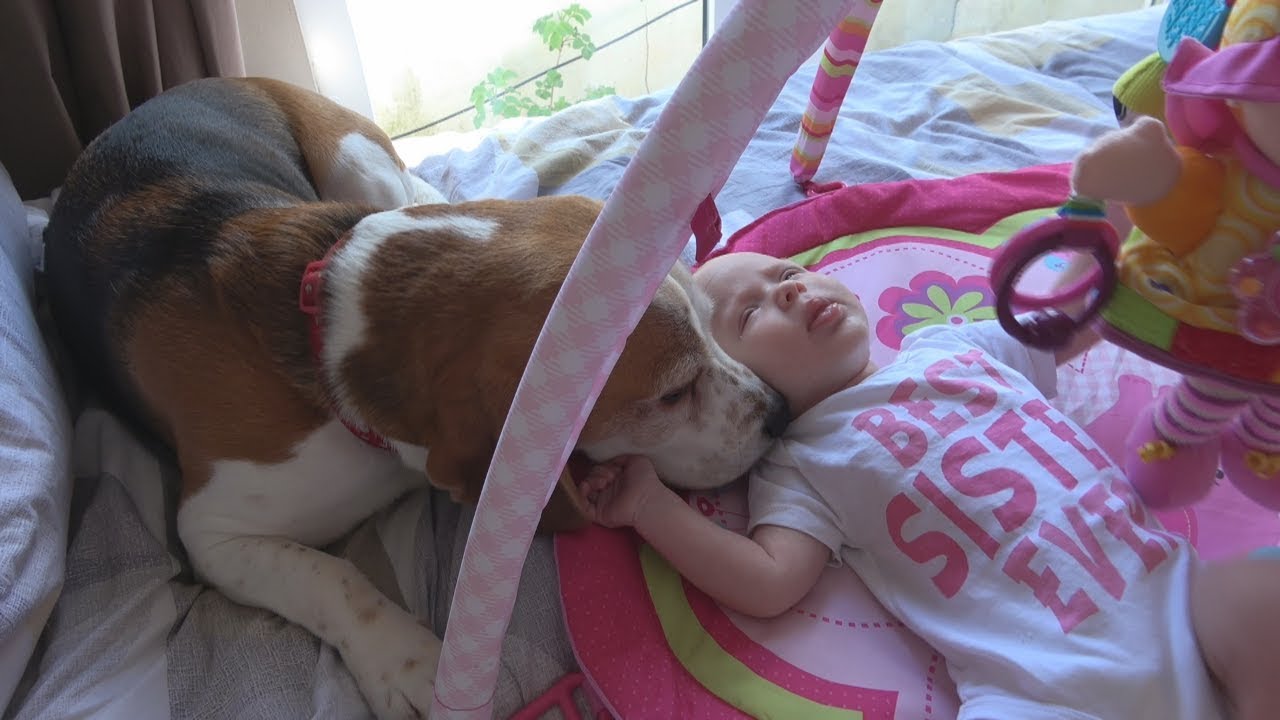Cute dogs welcome our newborn baby every morning