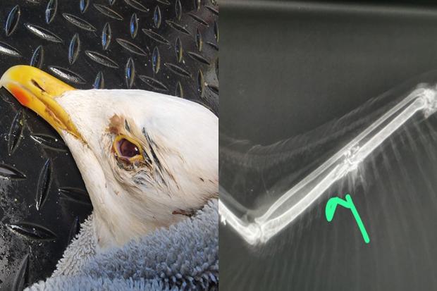 Three gulls attacked with air rifles amid surge in attacks