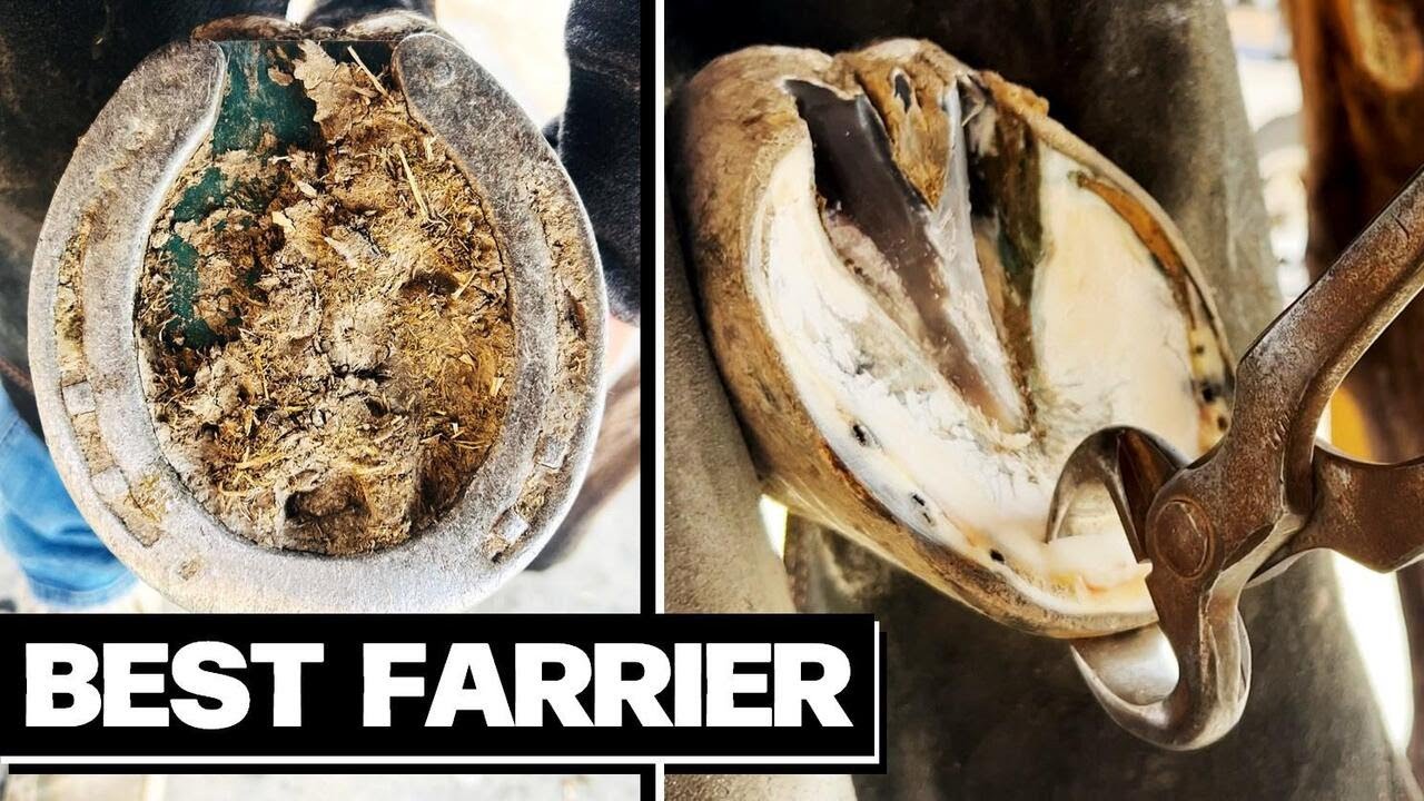 New Life for an Old Hoof | ASMR Farrier Restoration