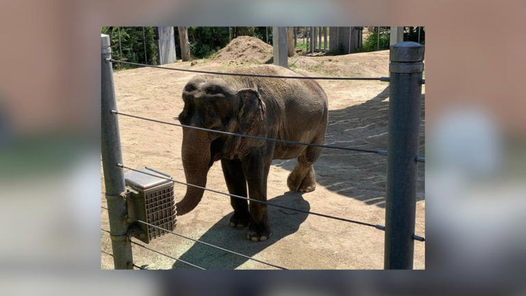 Beloved L.A. elephants Billy and Tina have been moved to Tulsa Zoo