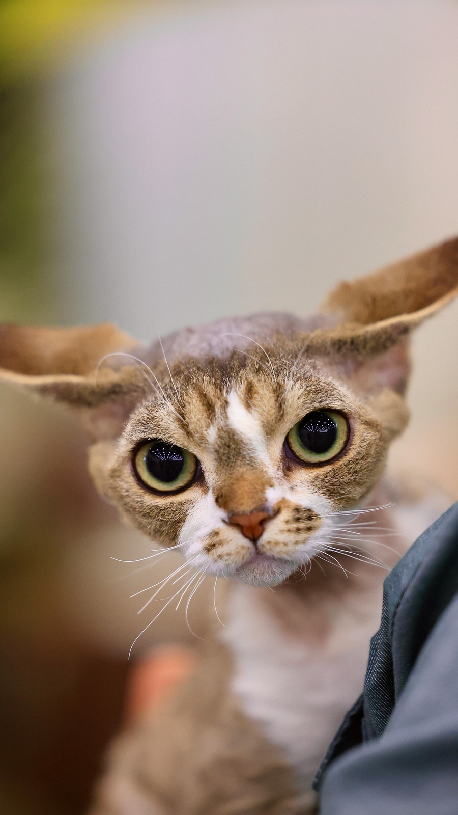 Cat breeds that look straight out of a fantasy world