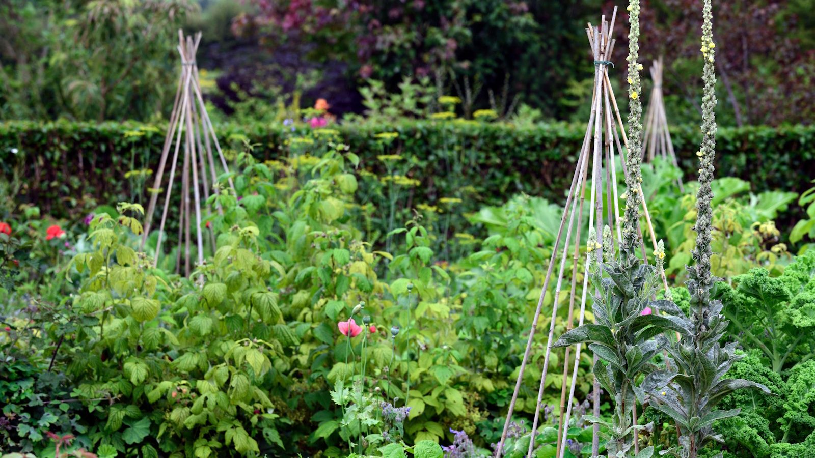 How to get rid of bean seed flies – a pest control expert reveals how ...