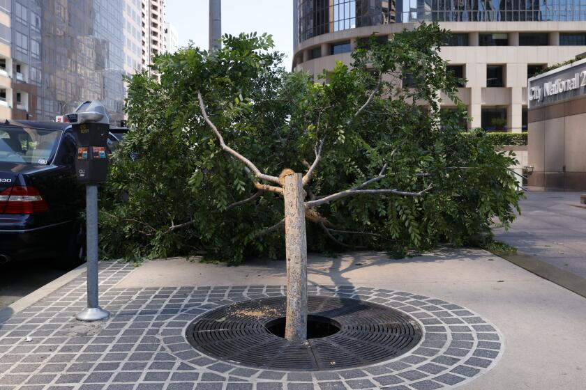 Chain-saw-wielding man suspected of felling downtown L.A. trees is arrested