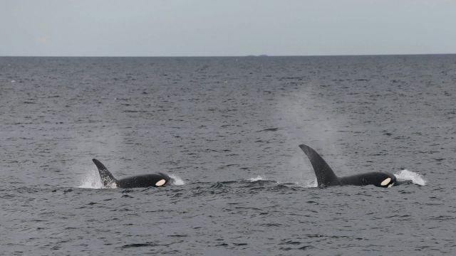 Researchers stunned after capturing footage of rare predators in ...