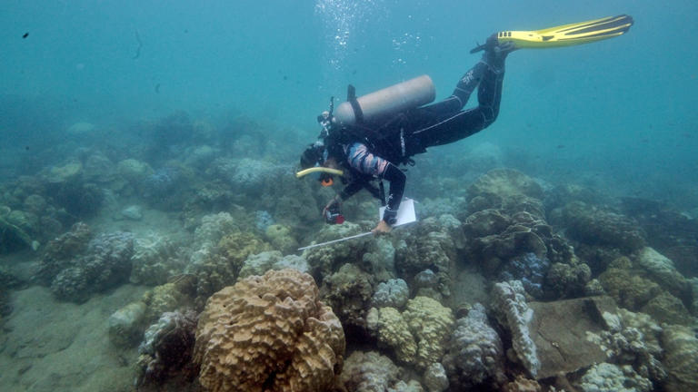 Global bleaching crisis: 84% of coral reefs hit by extreme heat stress