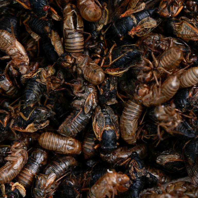 Cicada maps show where the insects will emerge in the U.S. this spring