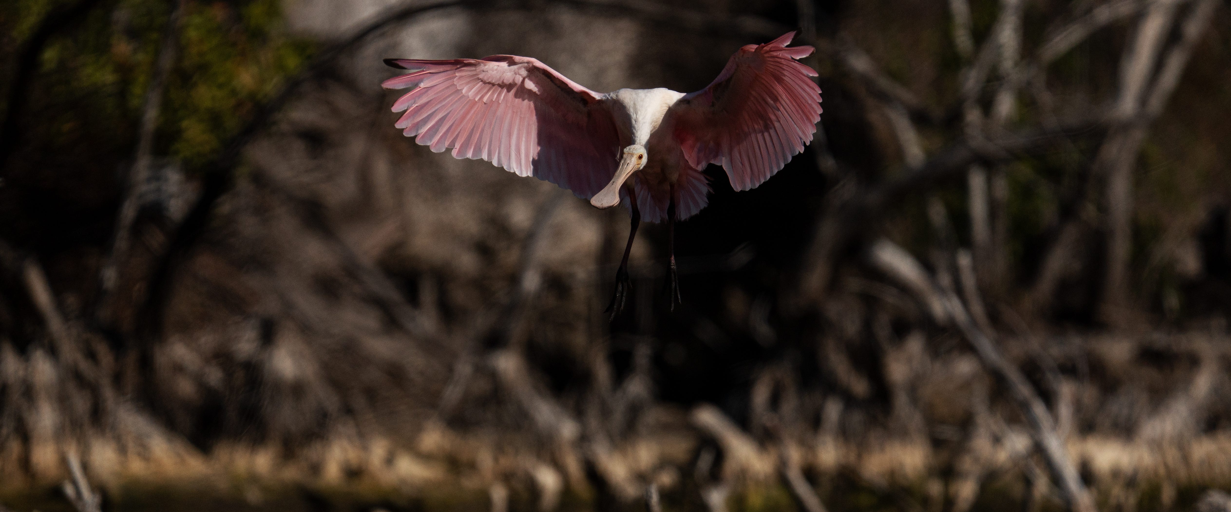 Have you seen a banded roseate spoonbill? Audubon Florida wants to know.