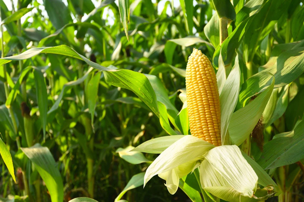 The Health Benefits of Corn: A Nutritious Grain for Everyday Wellness