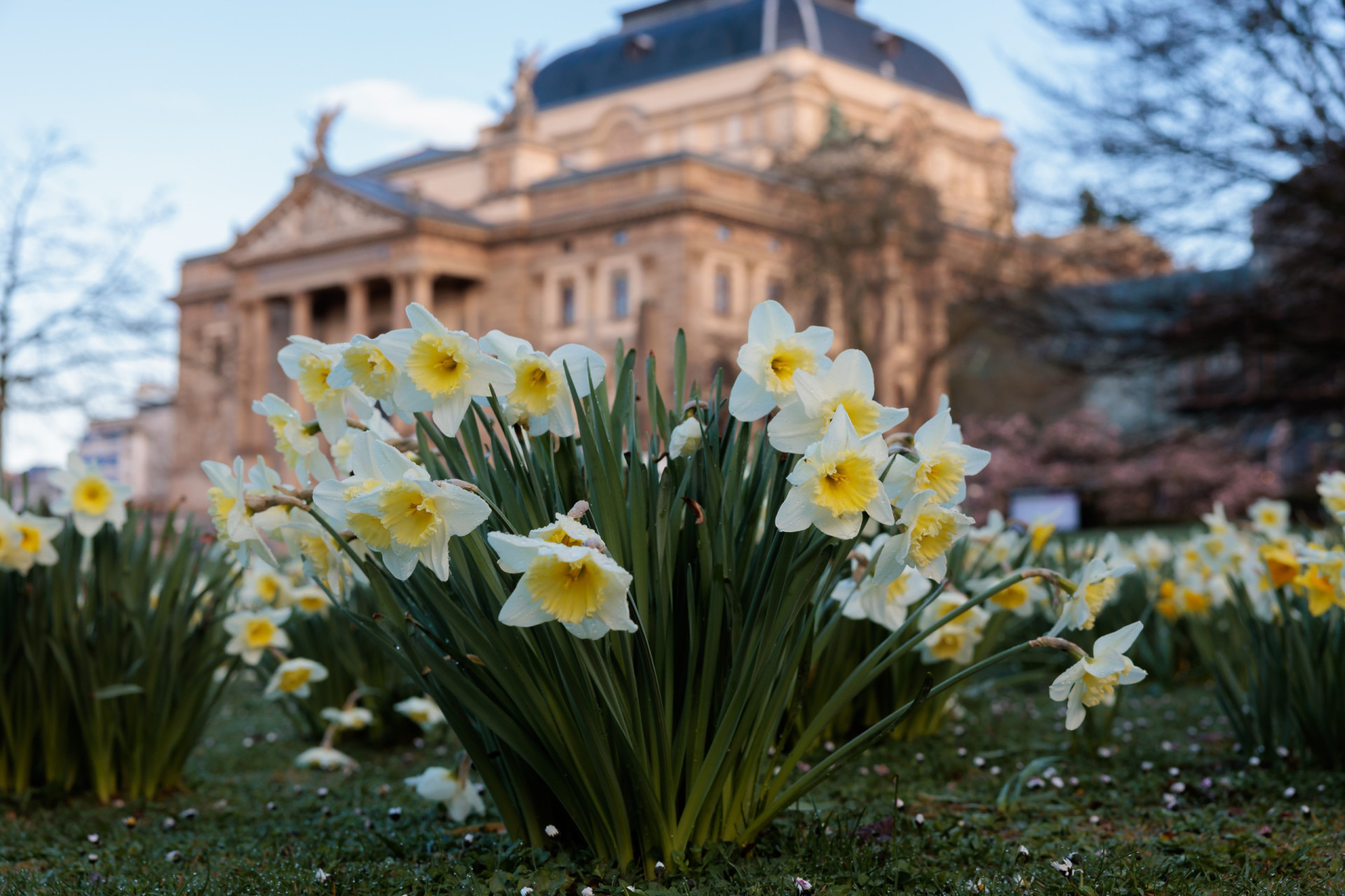 The beauty of spring around the world