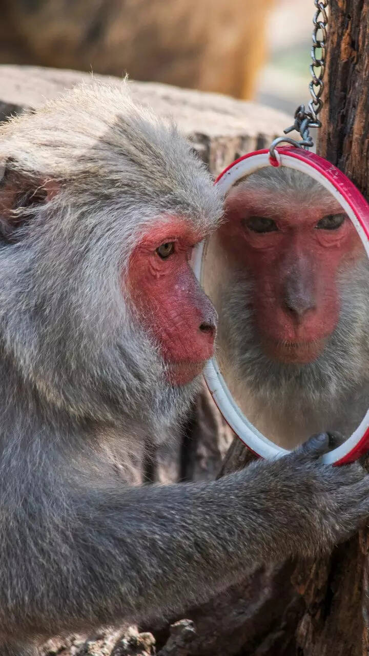 10 animals that can recognize themselves in a mirror