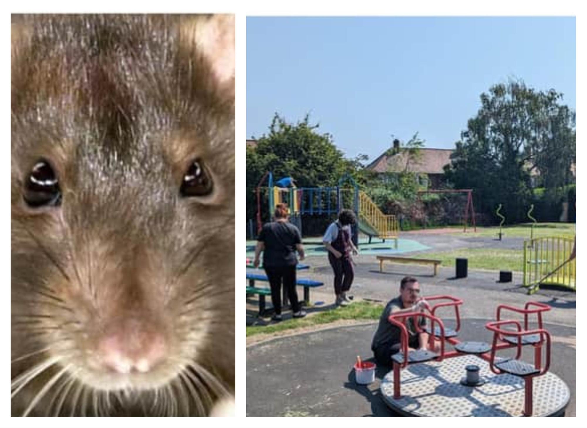 Furious election candidate hits out after rats invade Doncaster play park