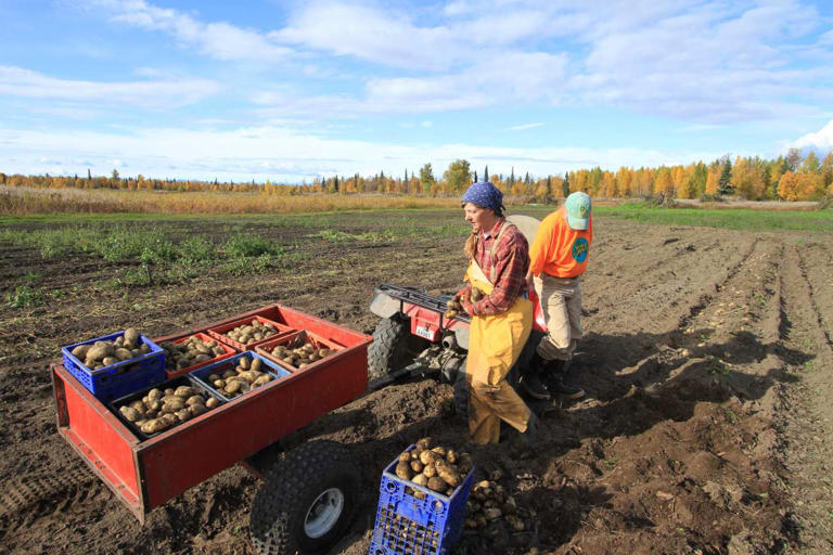 Amid Ongoing Threats to Local Food Systems, Alaska Native and Rural ...