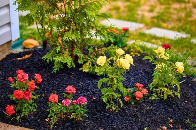Planting one common plant near roses will keep them healthy and pest-free