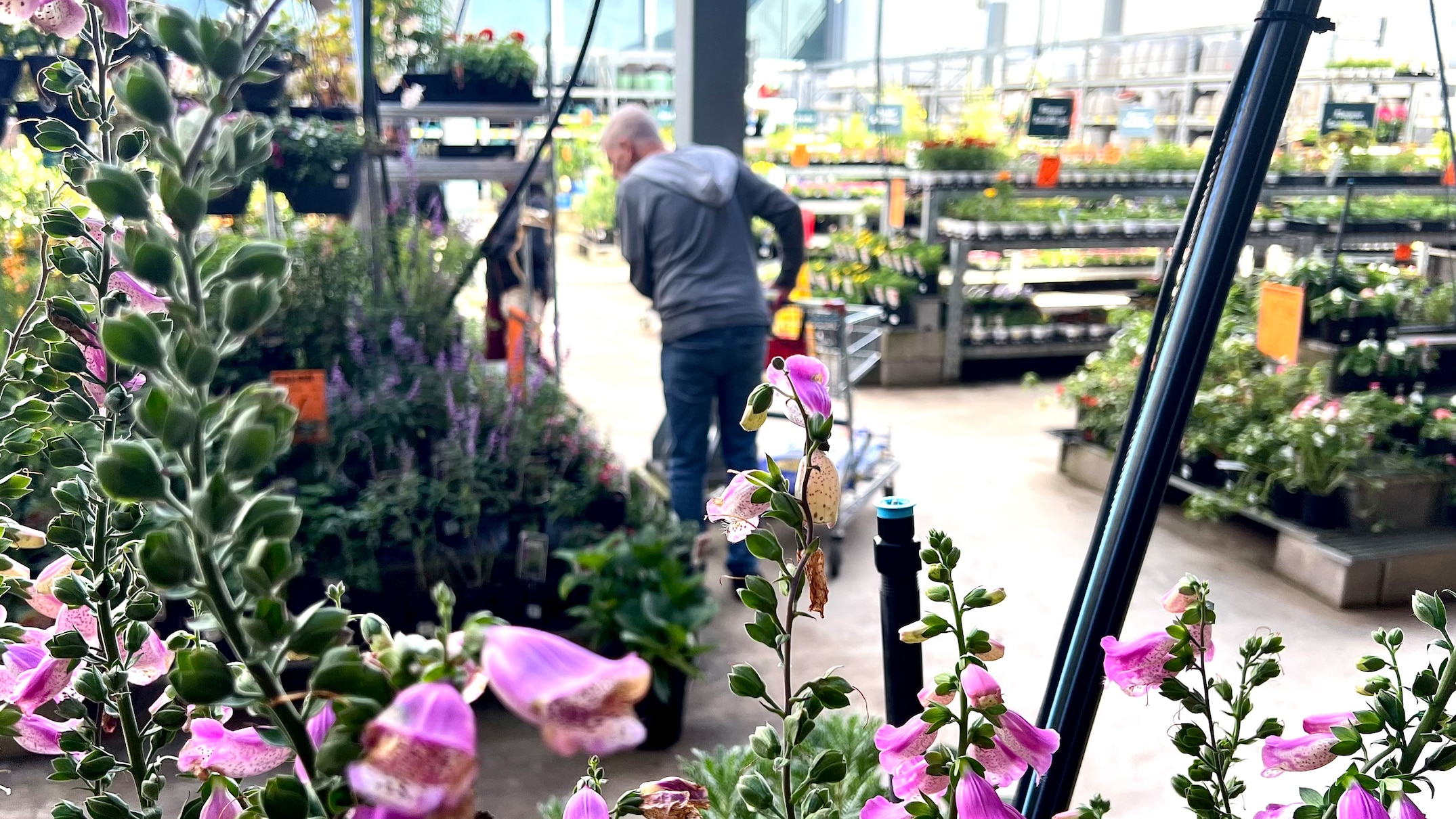 Bunnings strikes agreement to address plant growers' concerns