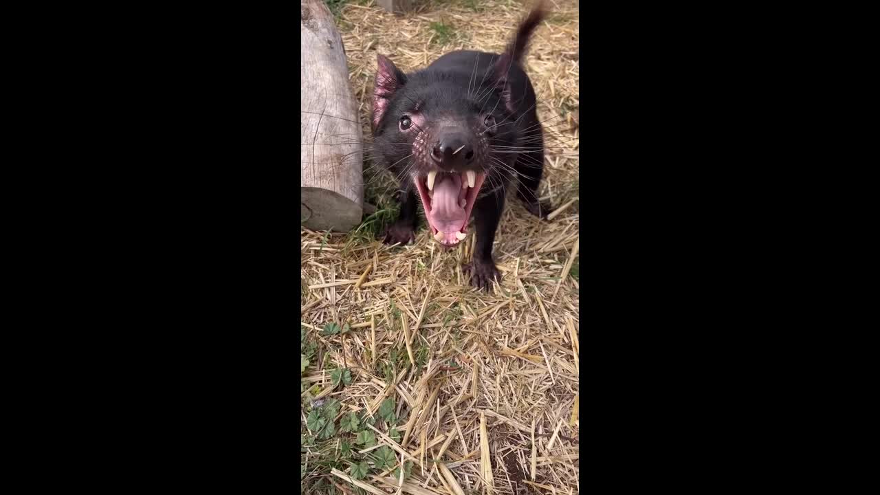 Tasmanian devil makes sounds during interaction in Tasmania